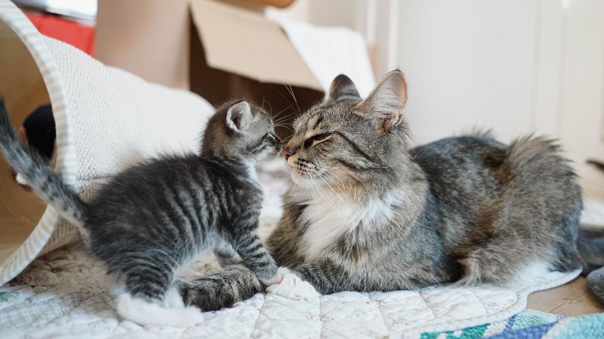 Syv killinger genforenet med mor efter at være efterladt i en rygsæk | Dyrenes Beskyttelse